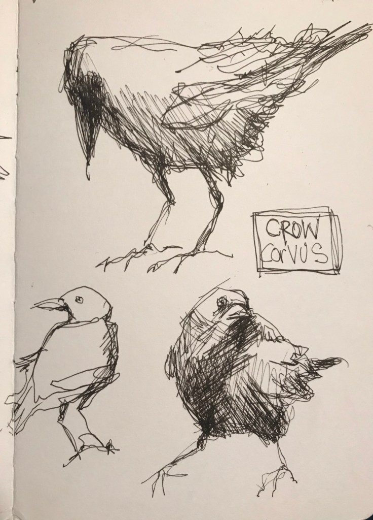 Day 1080 inktober Crows. – Margaret McCarthy Hunt Art