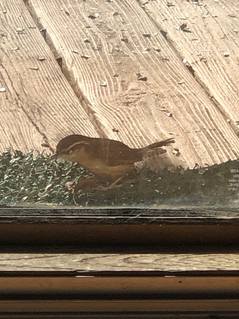 Day 1856 Backporch wrens – Margaret McCarthy Hunt Art