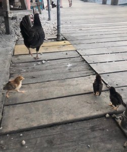 Waiting for the storms from Dorian – Margaret McCarthy Hunt Art